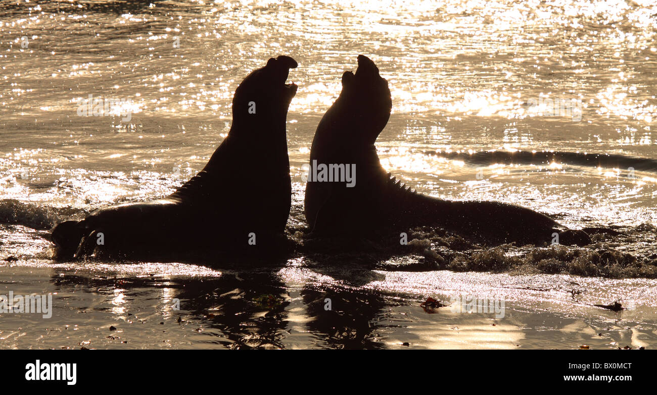 Elephant Seals battling in the surf Stock Photo - Alamy