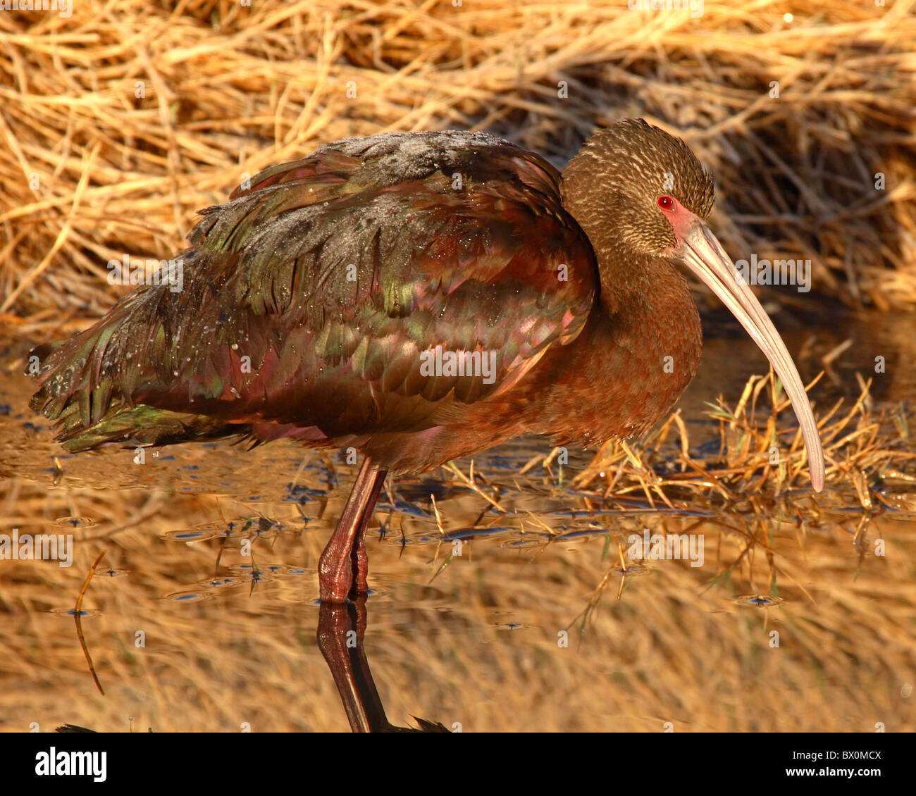 A White-faced Ibis with frost on feathers Stock Photo - Alamy