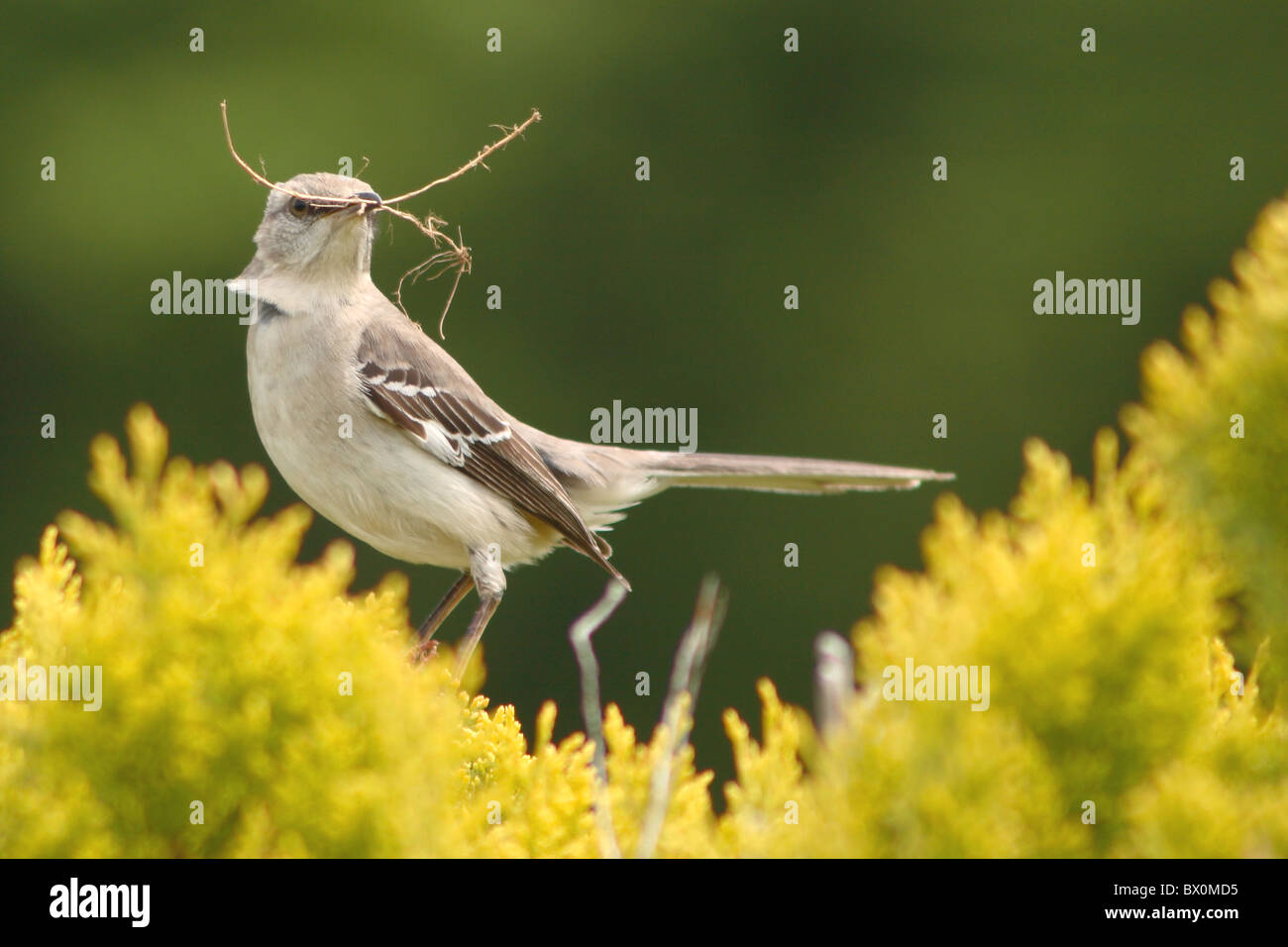 A Northern Mockingbird bringing nesting materials to nest Stock Photo ...