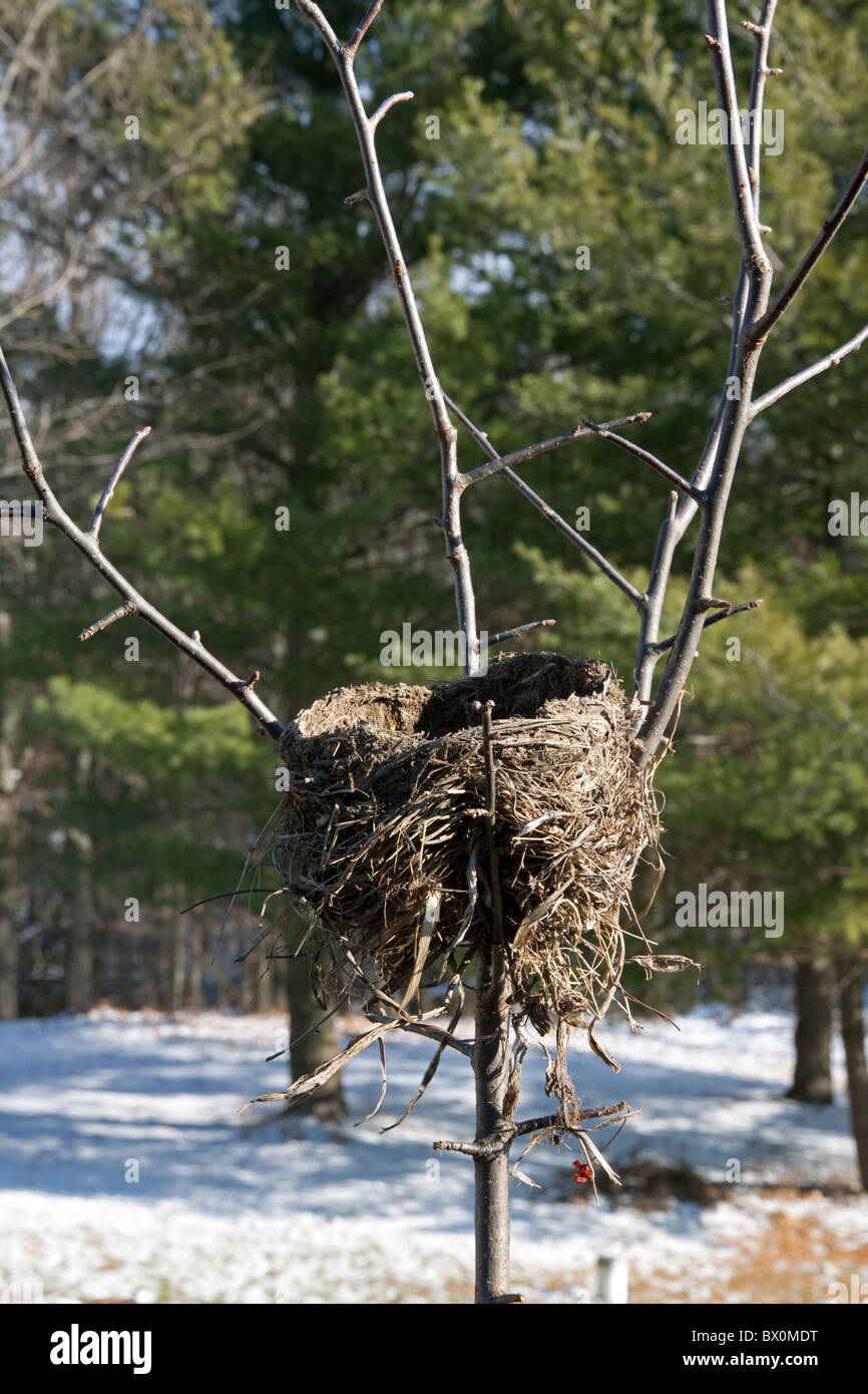 American robin nest empty hi-res stock photography and images - Alamy