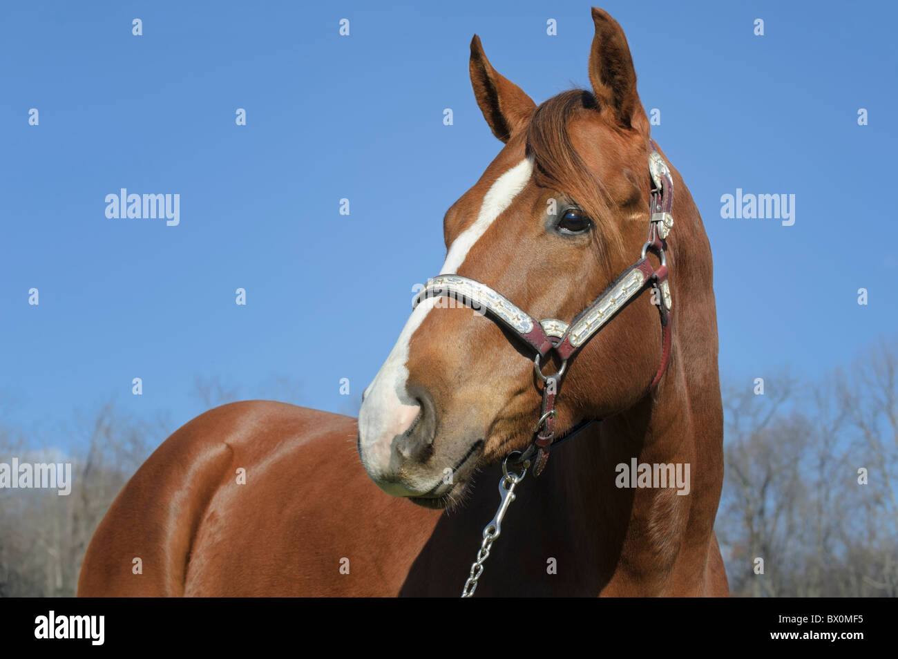 Horse head shot showing alert pose and top line, brown chestnut animal ...