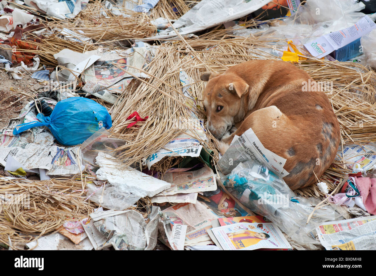 Indian stray dog with mange sleeping in a rubbish tip in the street ...