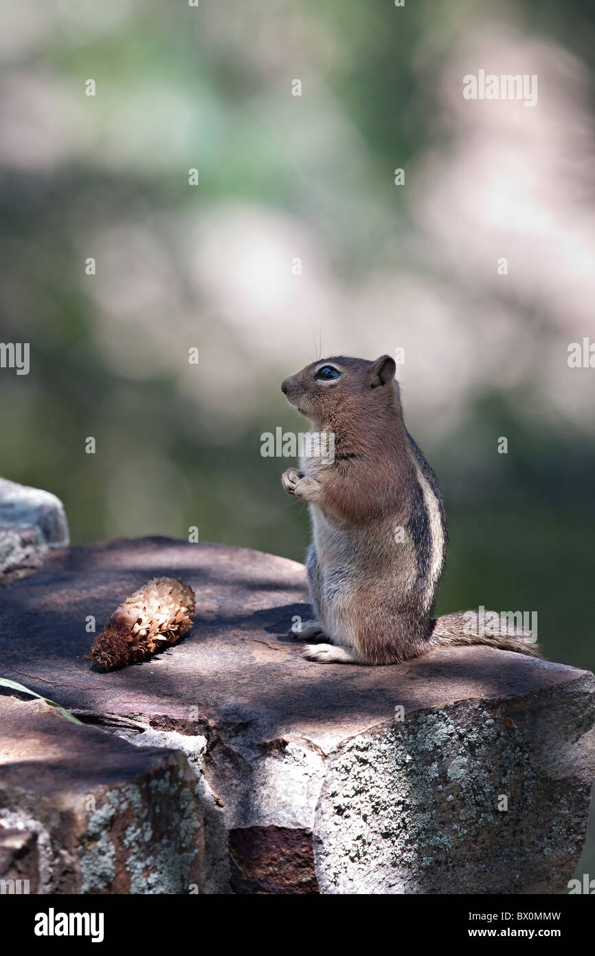 Zoo chipmunk hi-res stock photography and images - Alamy