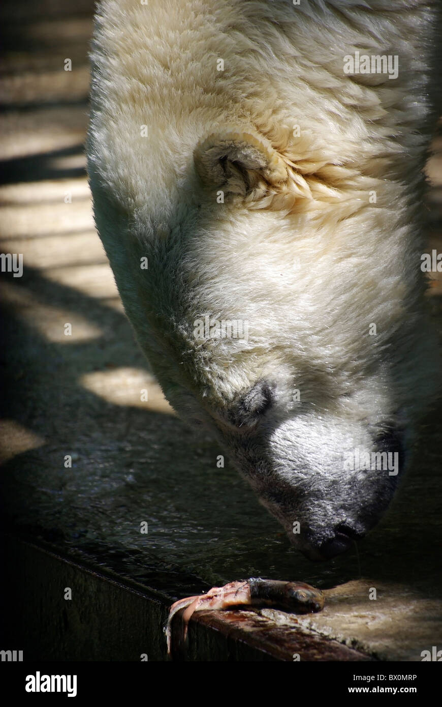 Polar bear eating fish hi-res stock photography and images - Alamy