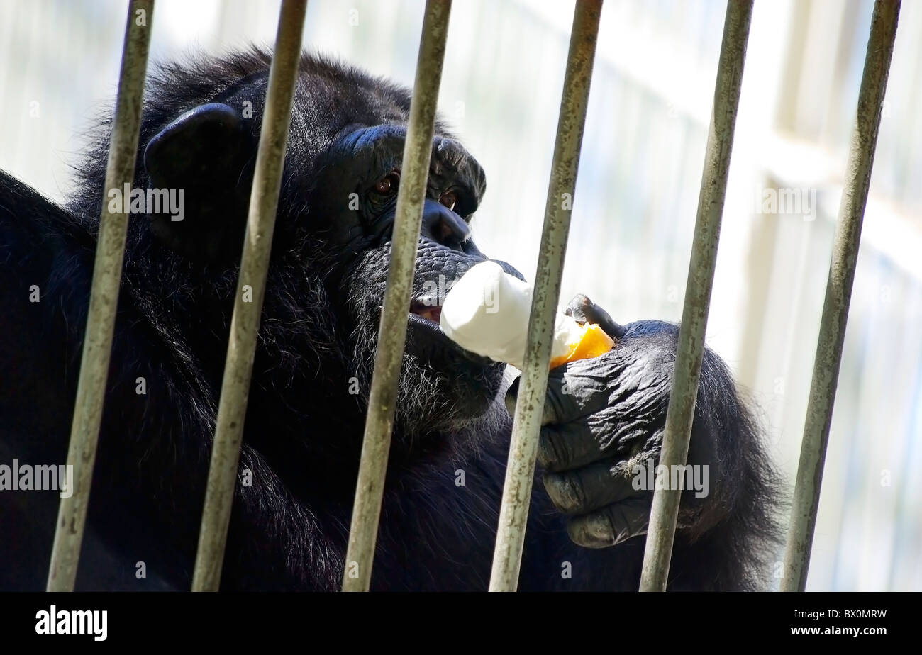 Black young chimpanzee in cage at zoo eating white ice-cream Stock ...