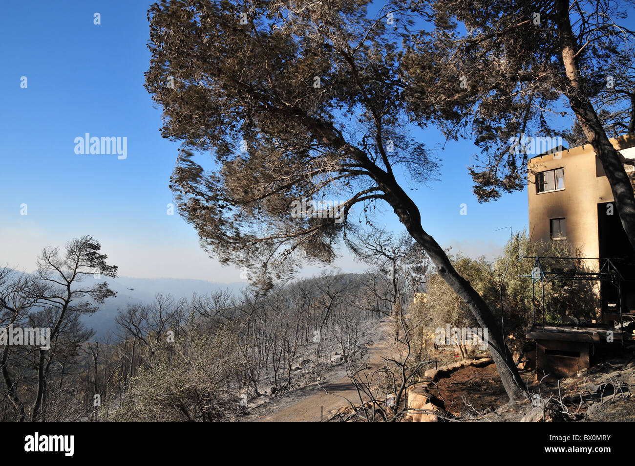 Israel, Mount Carmel, Bet Oren, after the huge forest fire Stock Photo ...