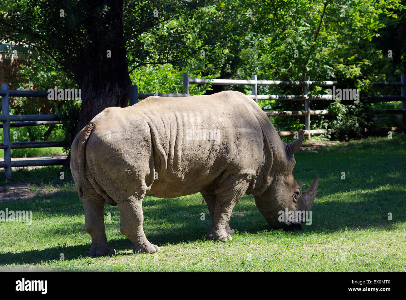 Giant rhino hi-res stock photography and images - Alamy