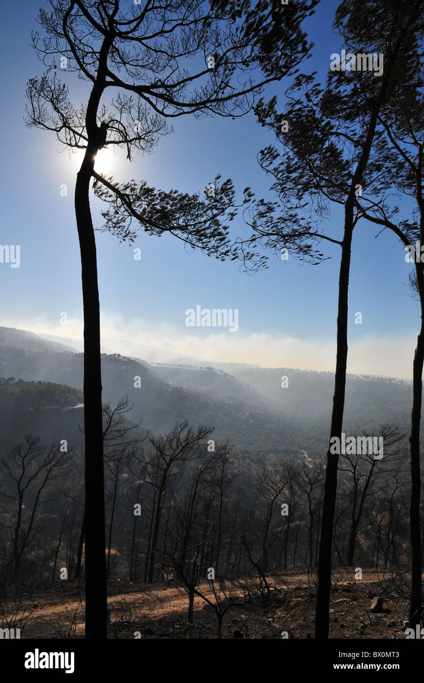 Israel, Mount Carmel, Bet Oren, after the huge forest fire Stock Photo ...