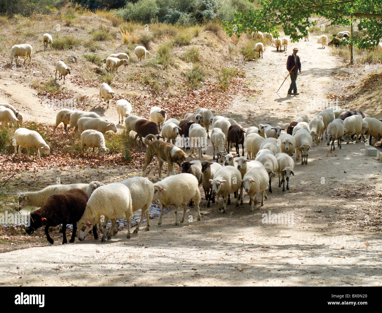Shepherd tending flock sheep hi-res stock photography and images - Alamy