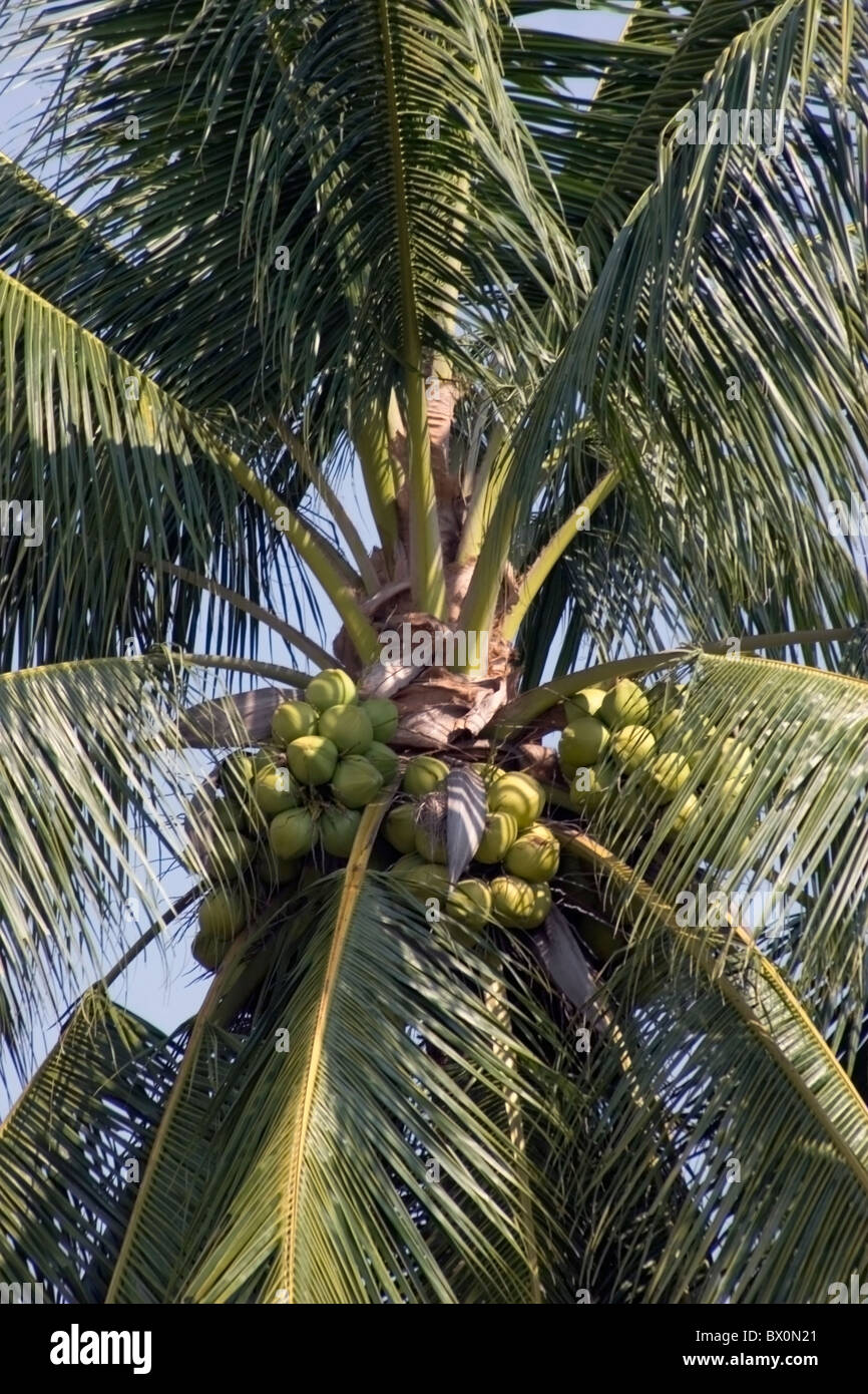 Coconuts hanging in a coconut tree will provide nourishment for ...