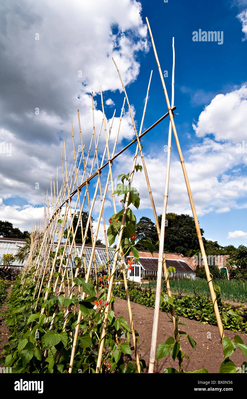 Runner beans blossom hi-res stock photography and images - Alamy