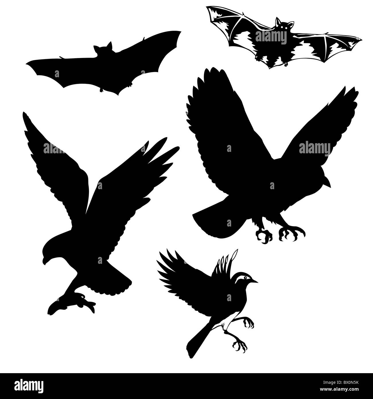 vector illustration of the birds and bats on white background Stock ...