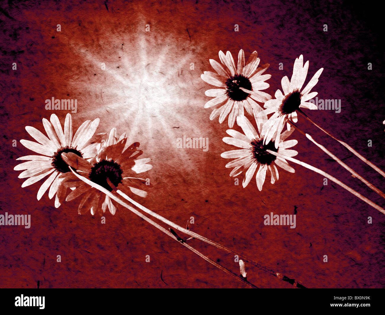 Spoiled flower hi-res stock photography and images - Alamy