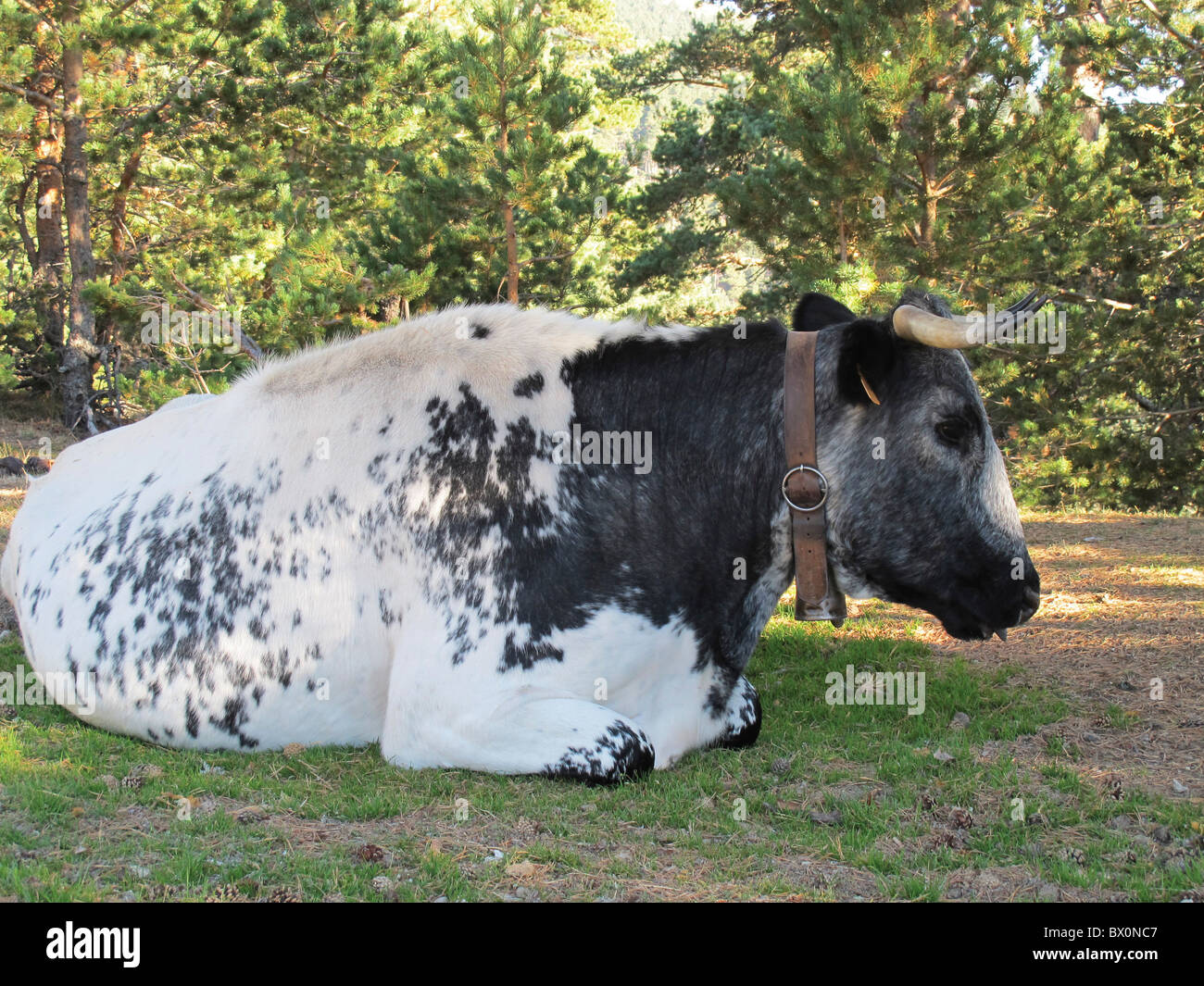 Resting cow hi-res stock photography and images - Alamy