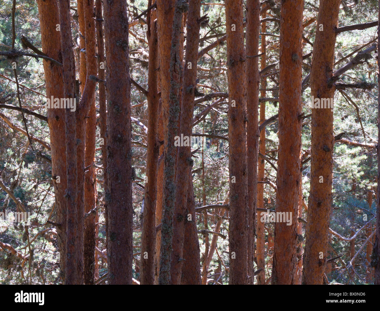 Pine tree trunks Stock Photo - Alamy