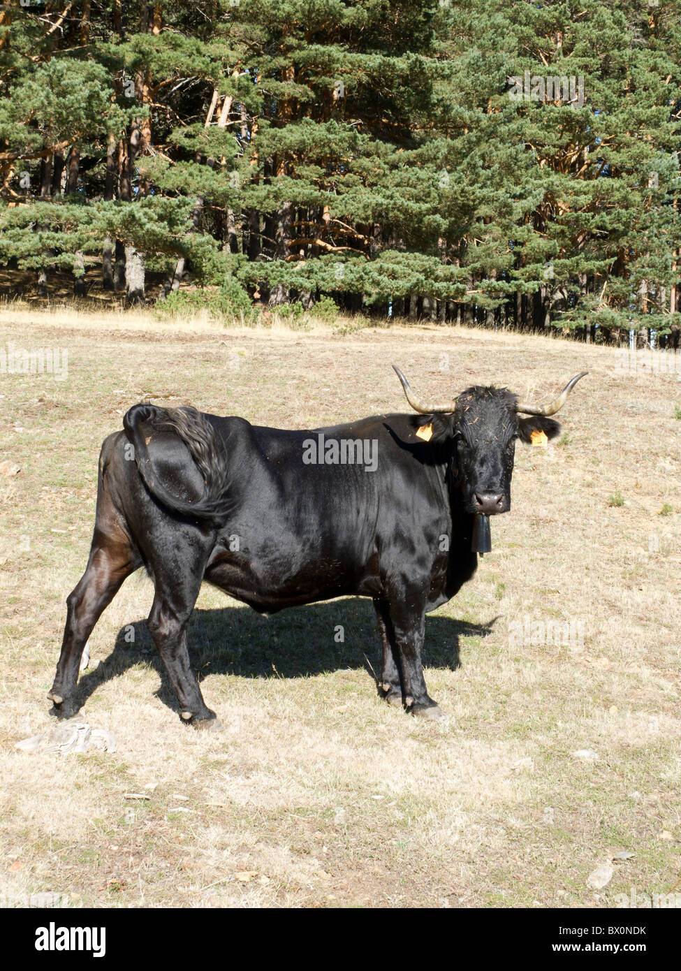 Bull torro hi-res stock photography and images - Alamy