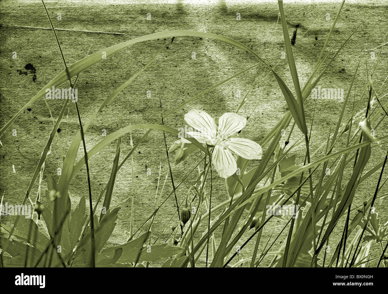 grunge vegetable background Stock Photo - Alamy