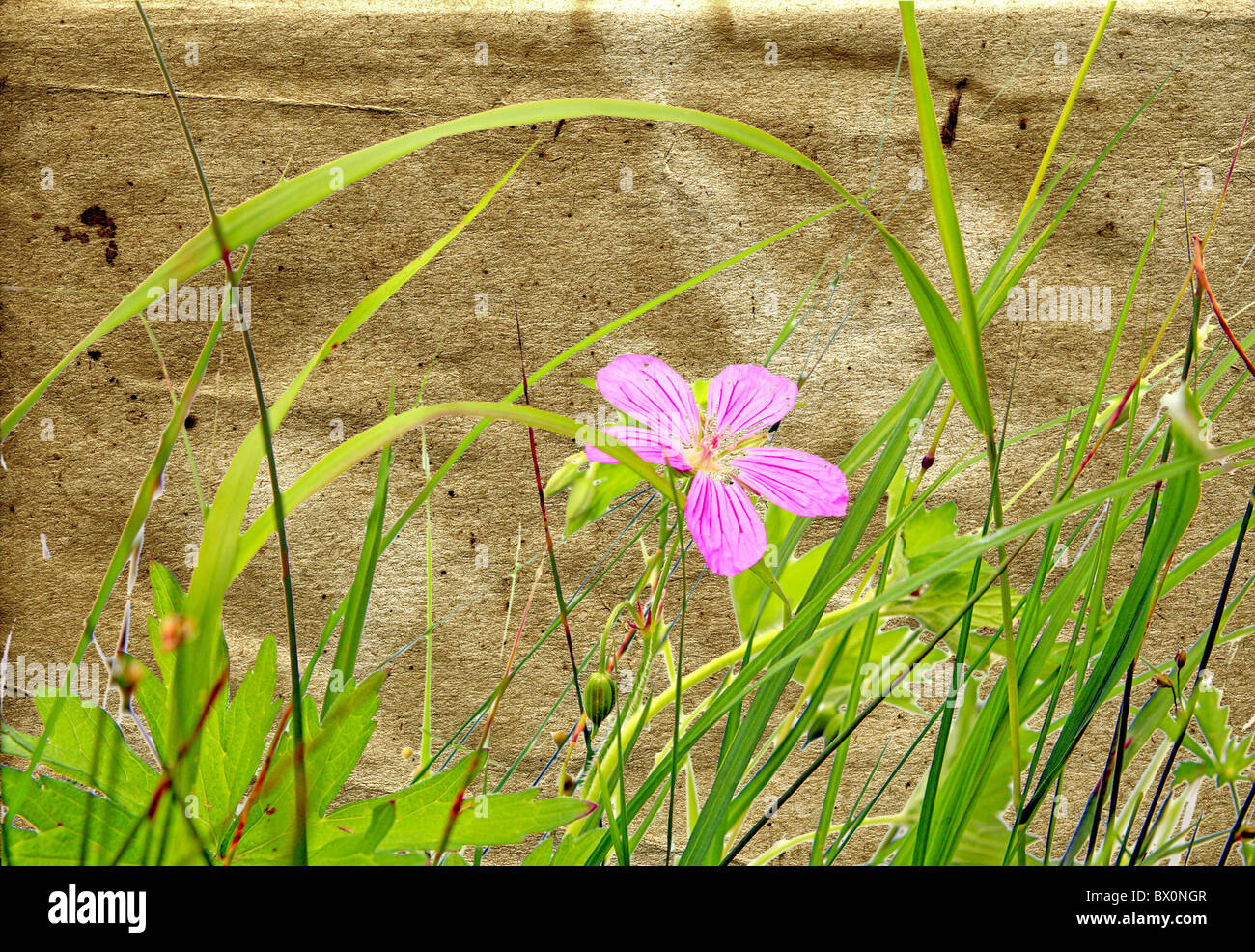 grunge vegetable background Stock Photo - Alamy