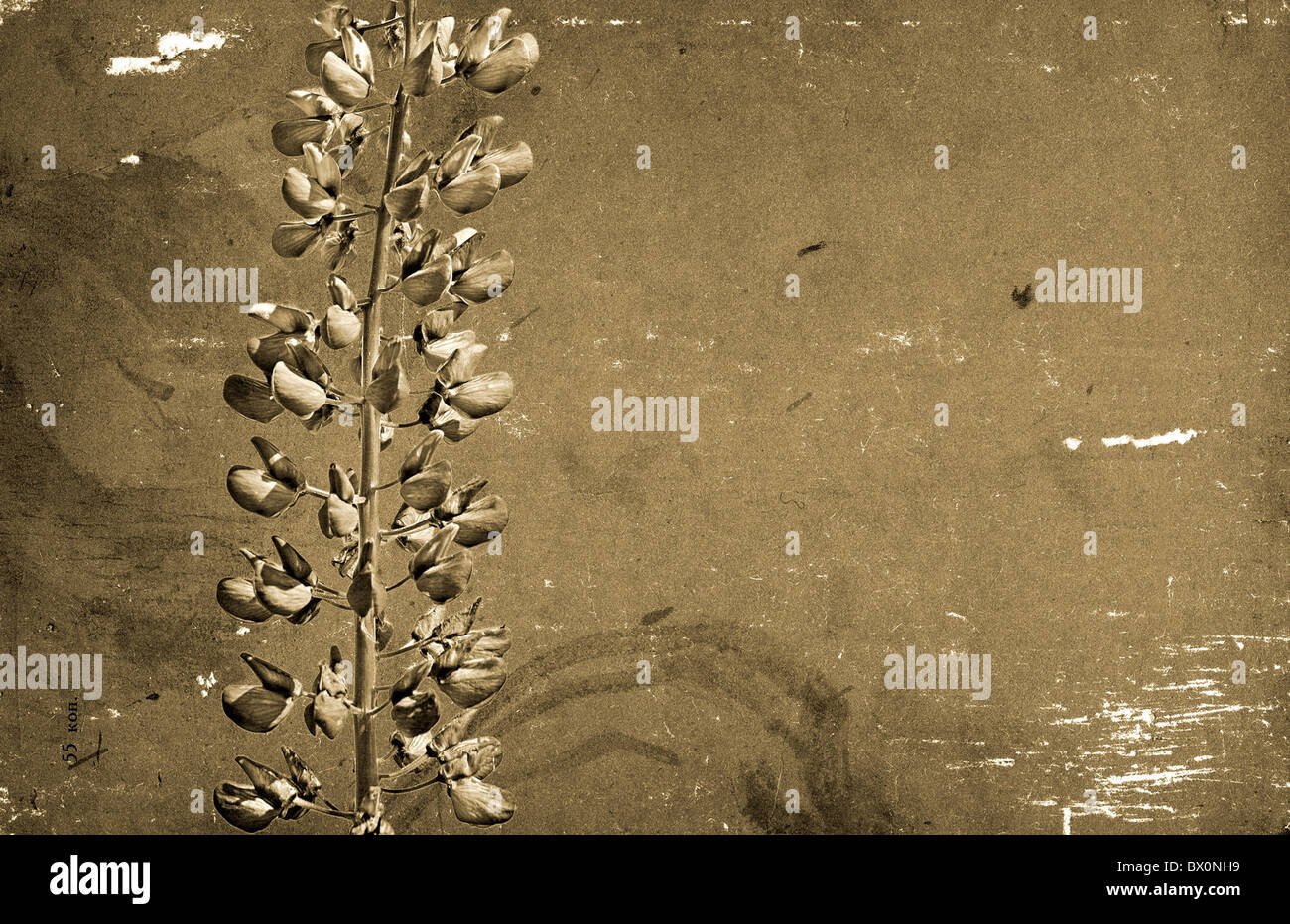 grunge vegetable background Stock Photo - Alamy