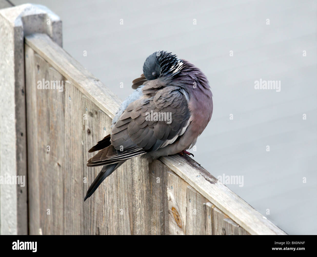 A PIGEON SLEEPING ON A FENCE Stock Photo - Alamy