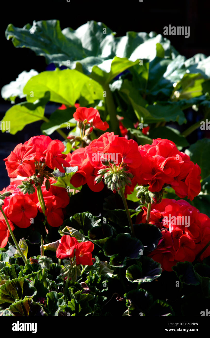 Geranium flower pot hi-res stock photography and images - Alamy