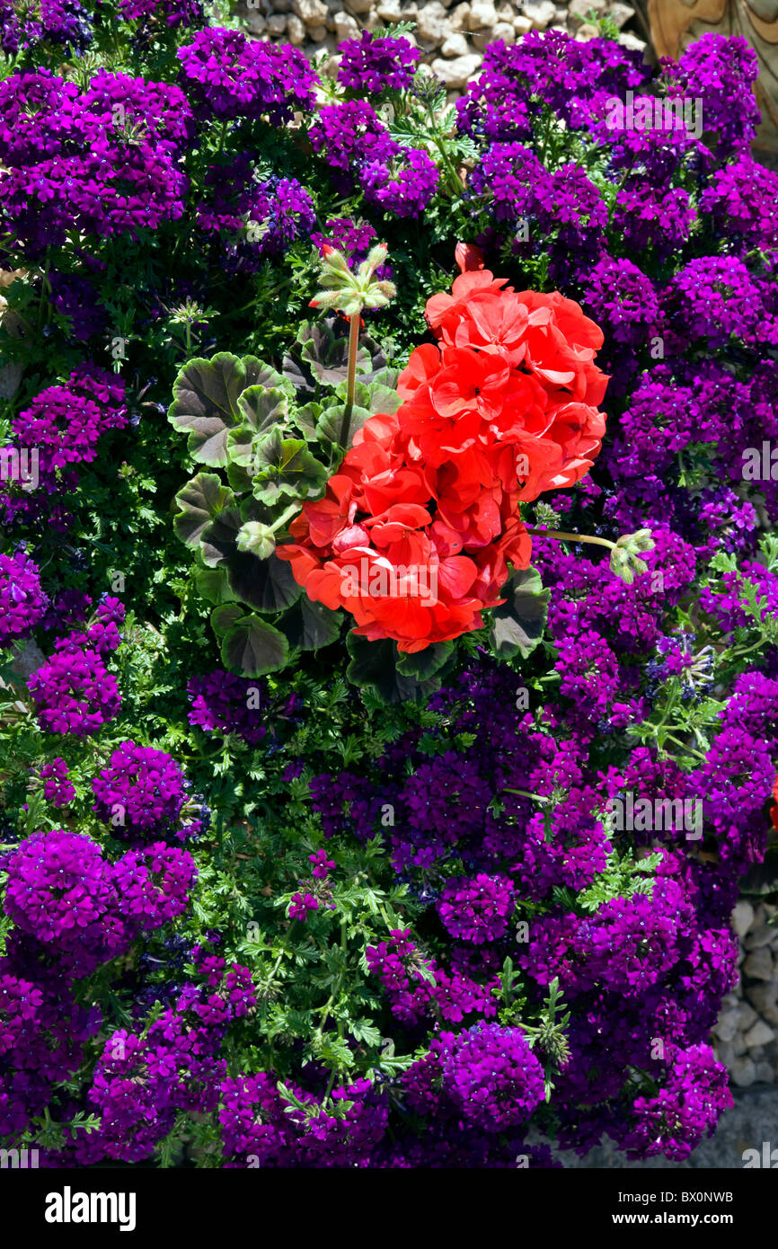TRAILING PURPLE VERBENA PLANTED WITH RED GERANIUM Stock Photo - Alamy