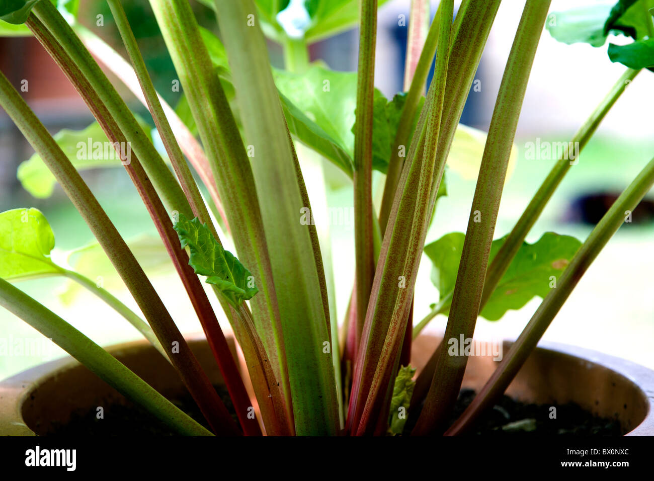 Pot container hi-res stock photography and images - Alamy