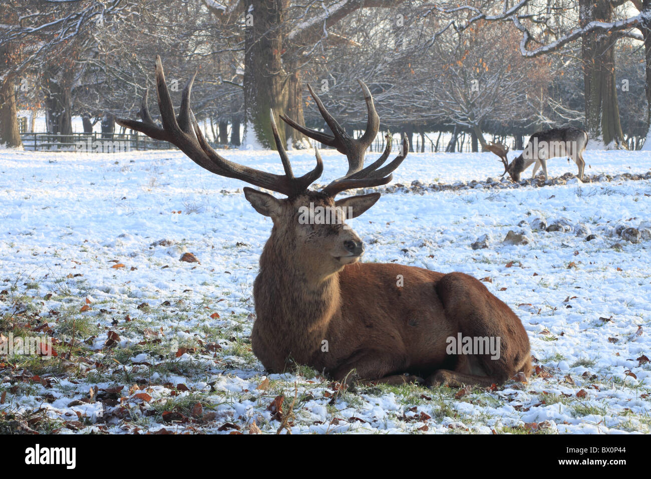 Stag dear hi-res stock photography and images - Alamy