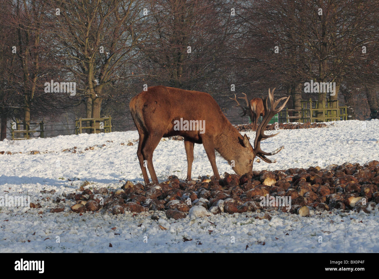 Stag dear hi-res stock photography and images - Alamy