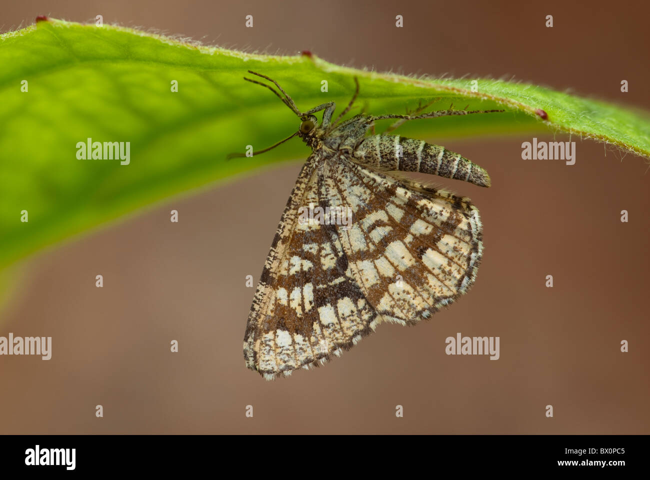 Latticed Heath Moth High Resolution Stock Photography and Images - Alamy