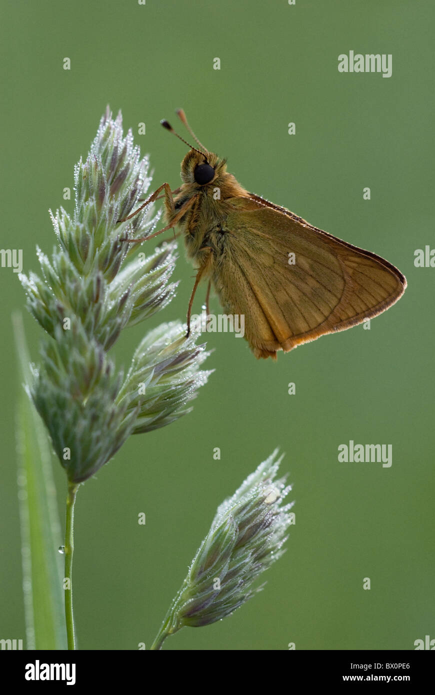 Skipper butterfly pattern hi-res stock photography and images - Alamy