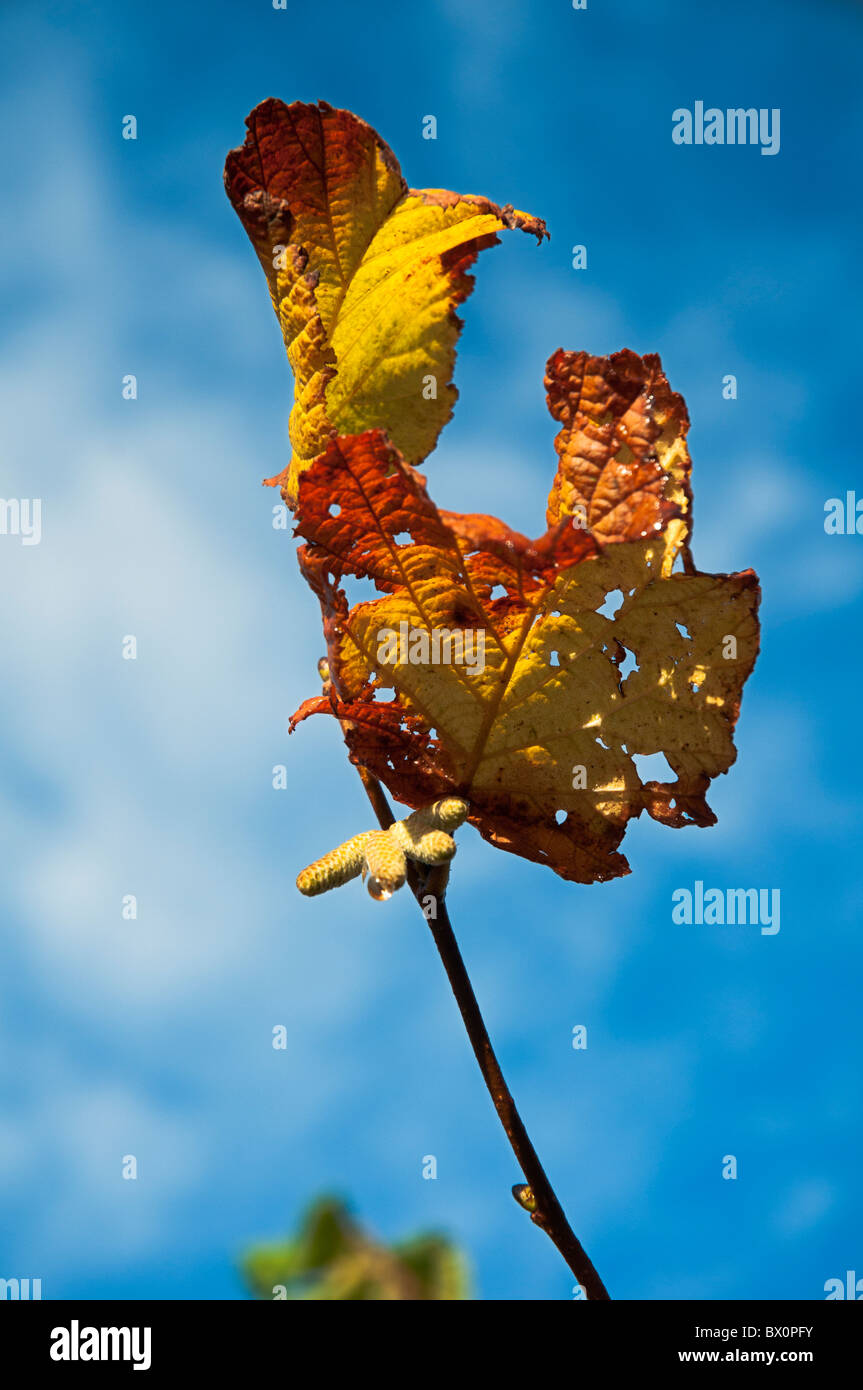 Shriveled up hi-res stock photography and images - Alamy