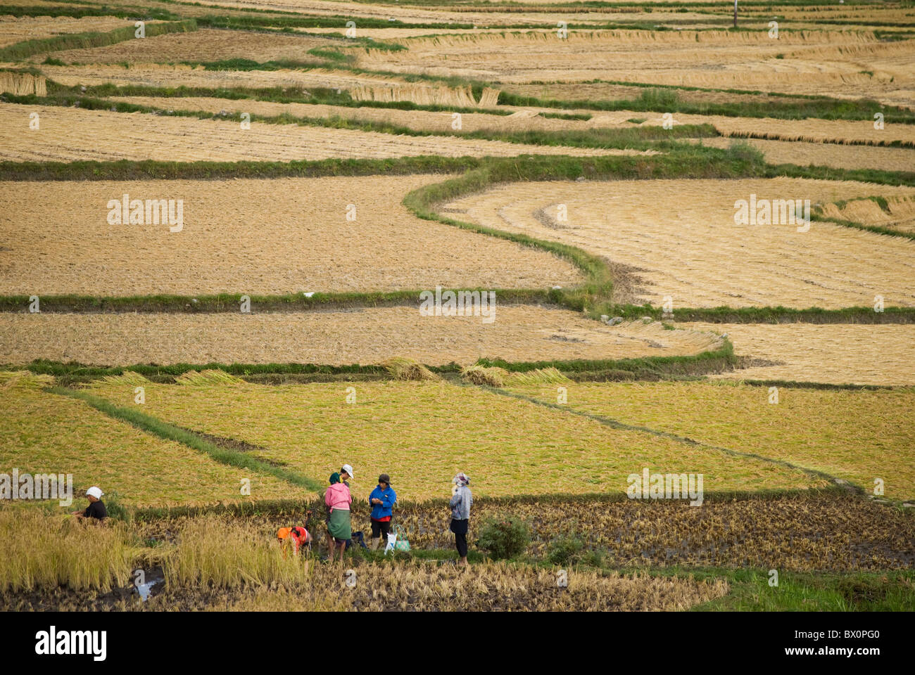 Paddy field in harvesting season of the Paro valley, Bhutan Stock Photo ...