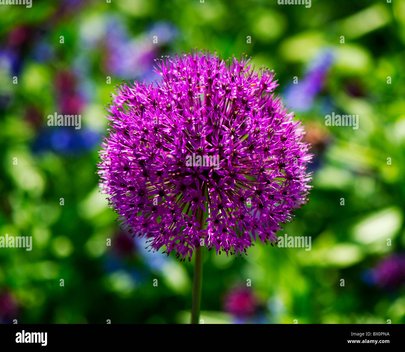 Purple Bud Colour High Resolution Stock Photography and Images - Alamy
