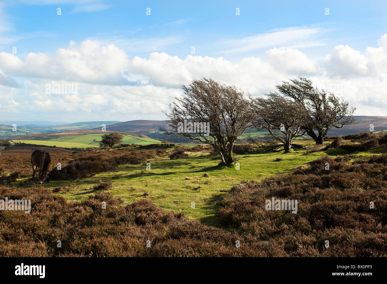Exmoor pony hi-res stock photography and images - Alamy