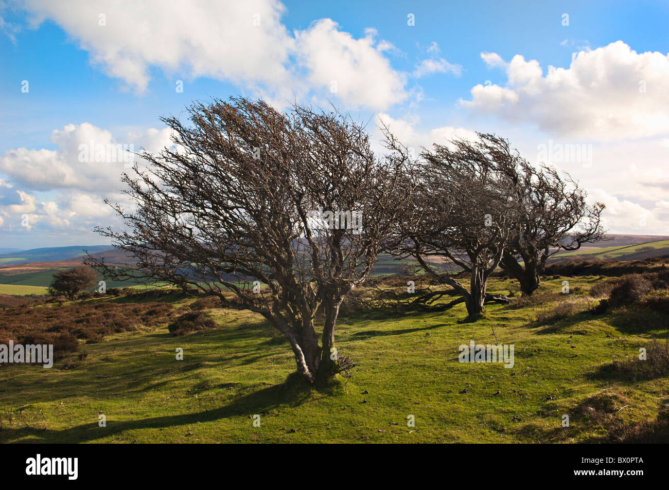 Exmoor tree in the wind Stock Photo - Alamy