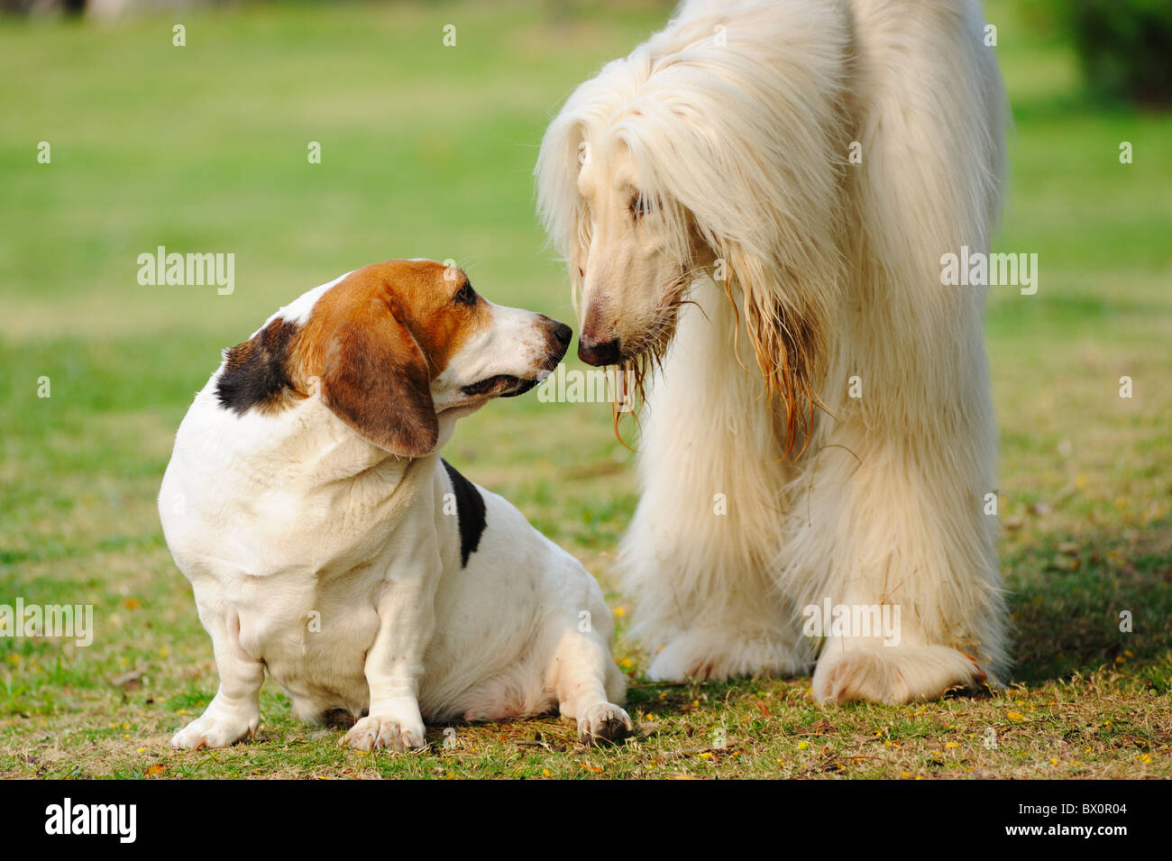 Two dogs stare hi-res stock photography and images - Alamy