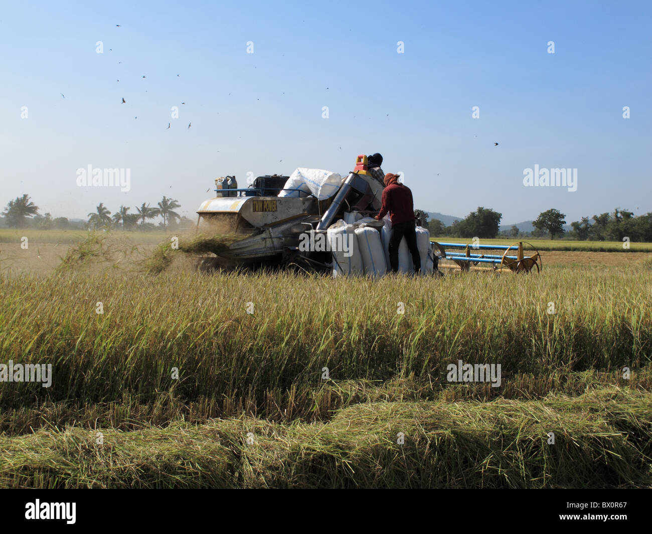 Modern rice harvesting hi-res stock photography and images - Alamy