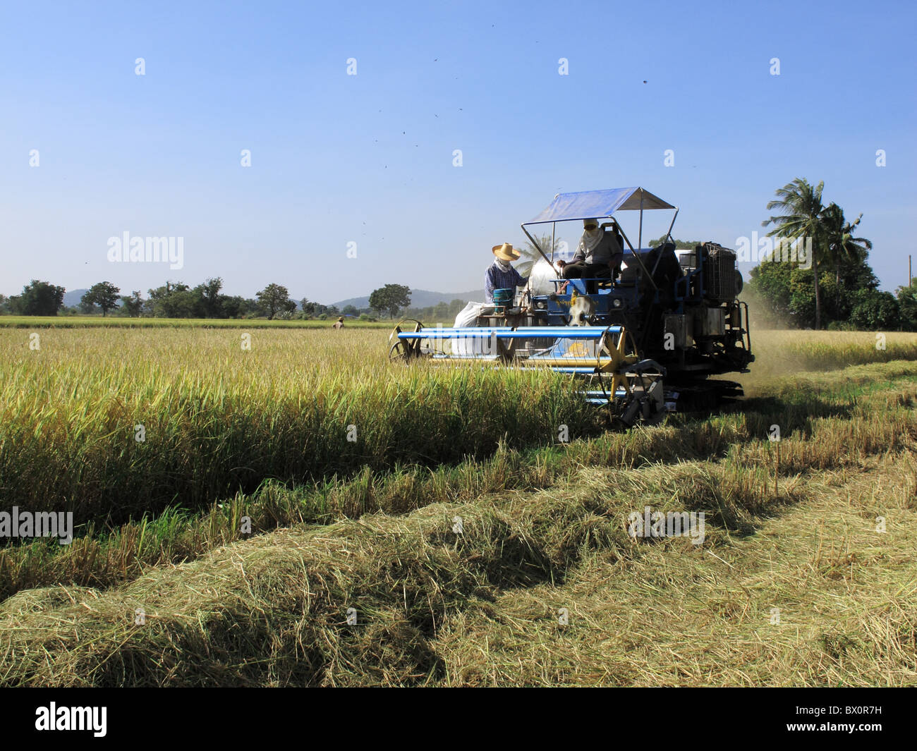 Harvesting rice paddies hi-res stock photography and images - Alamy
