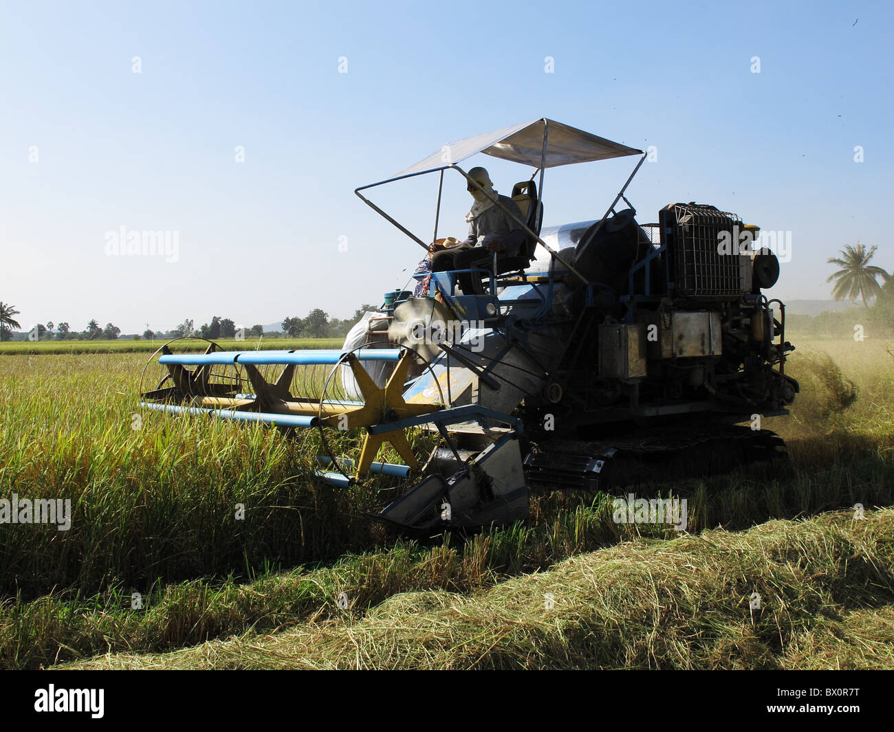 Harvesting machine is common used in the central important rice-growing ...