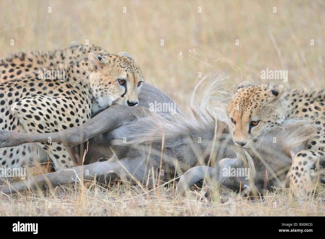 Killing its prey hi-res stock photography and images - Alamy
