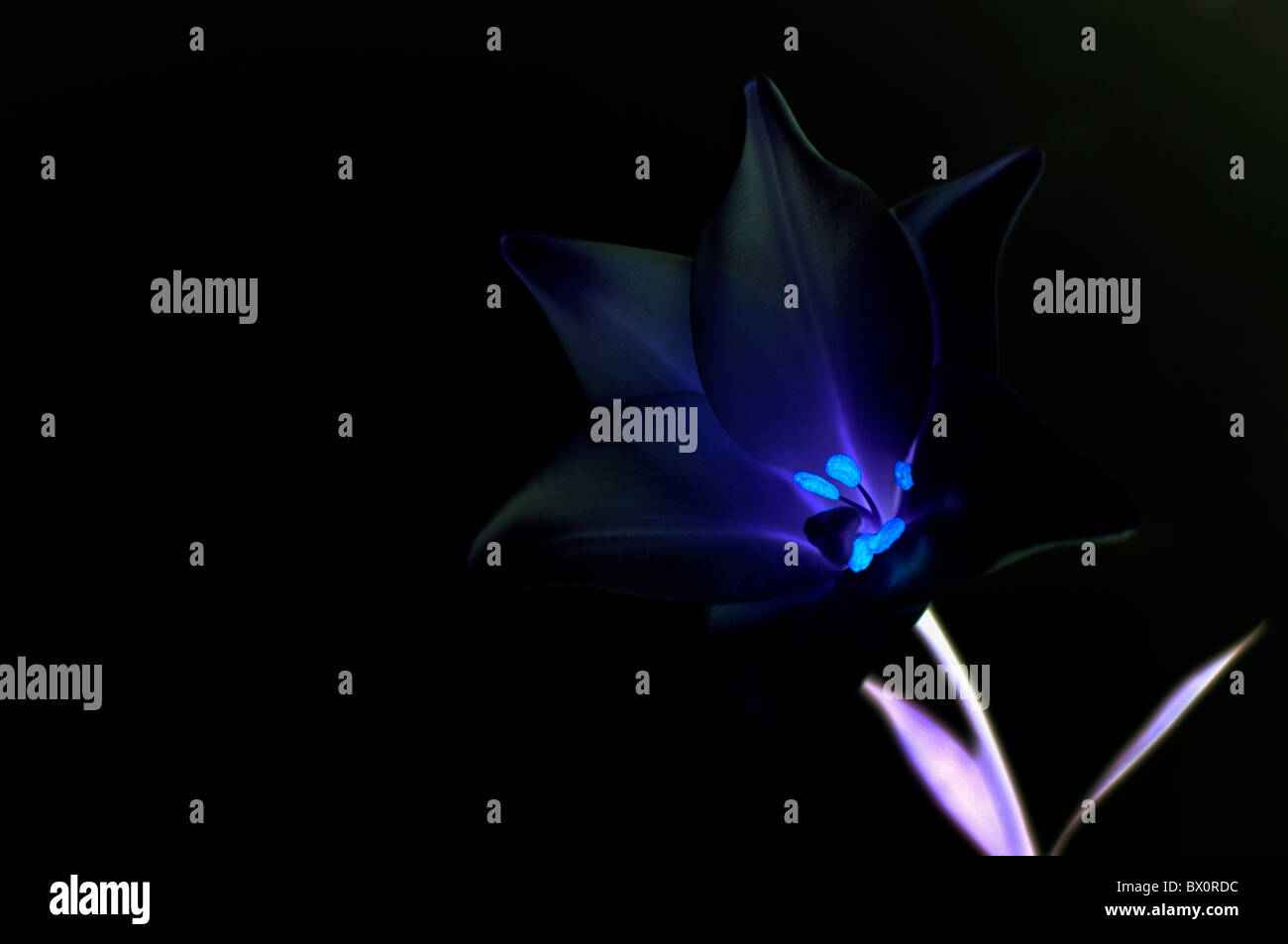 An inverted lily on a black background Stock Photo - Alamy