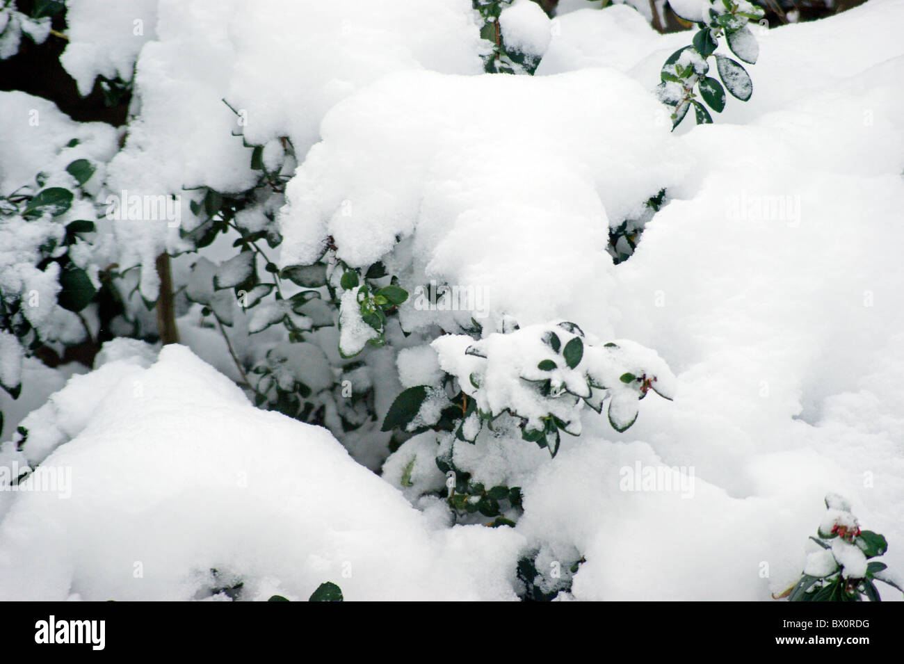 Freezing shrubs hi-res stock photography and images - Alamy
