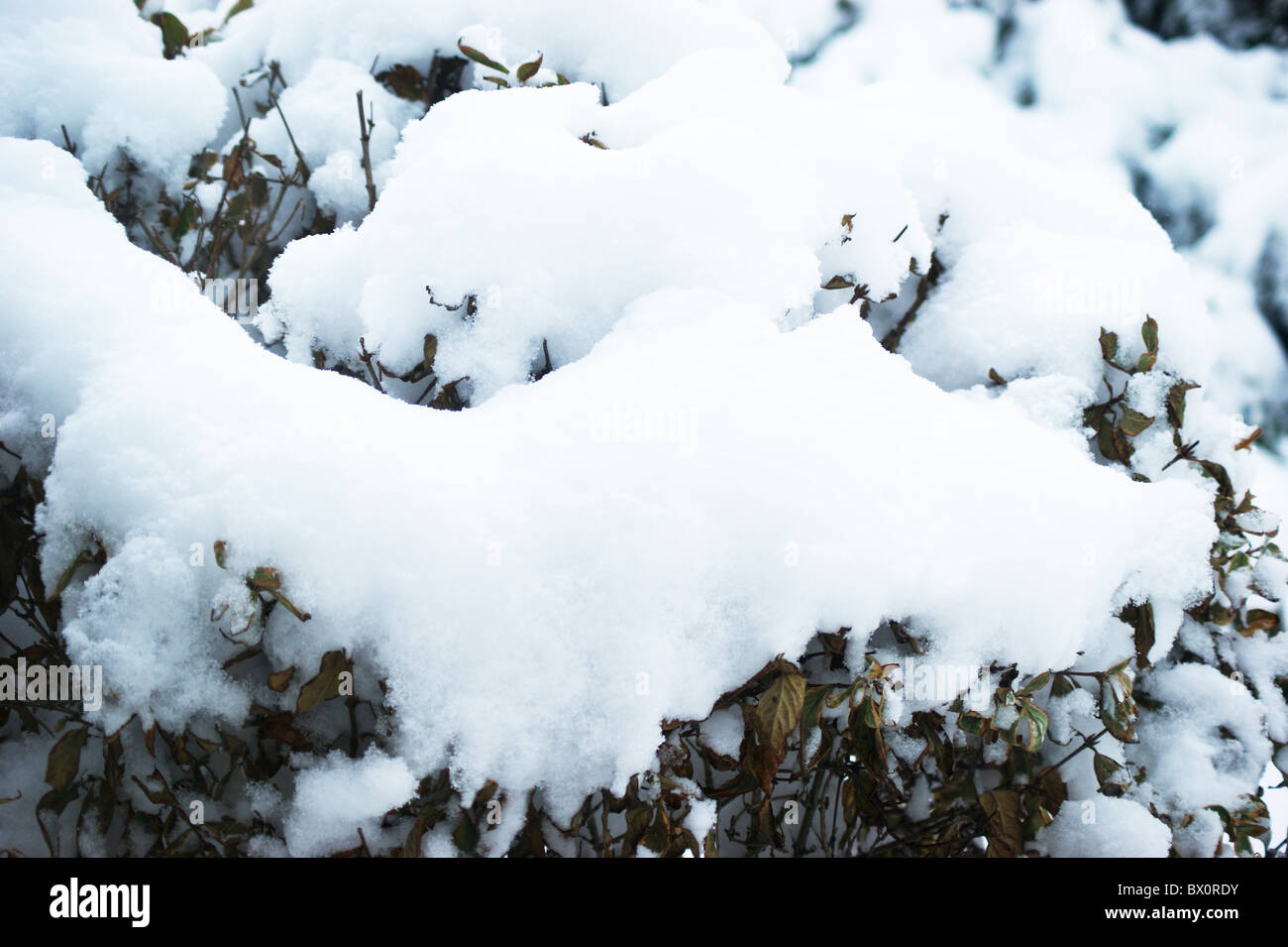 Snow covered garden shrubs hi-res stock photography and images - Alamy