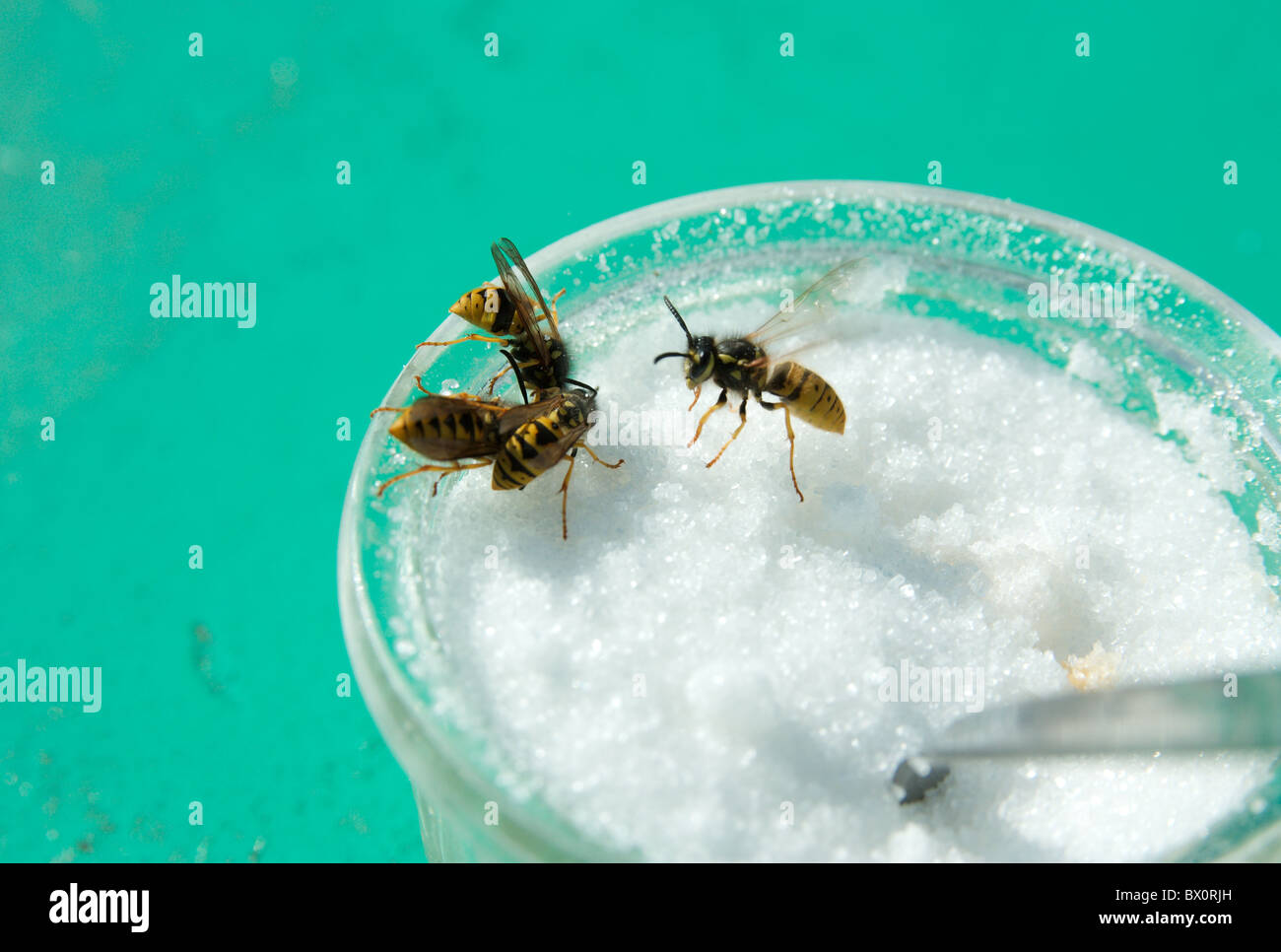 Wasps in sugar pot Stock Photo - Alamy