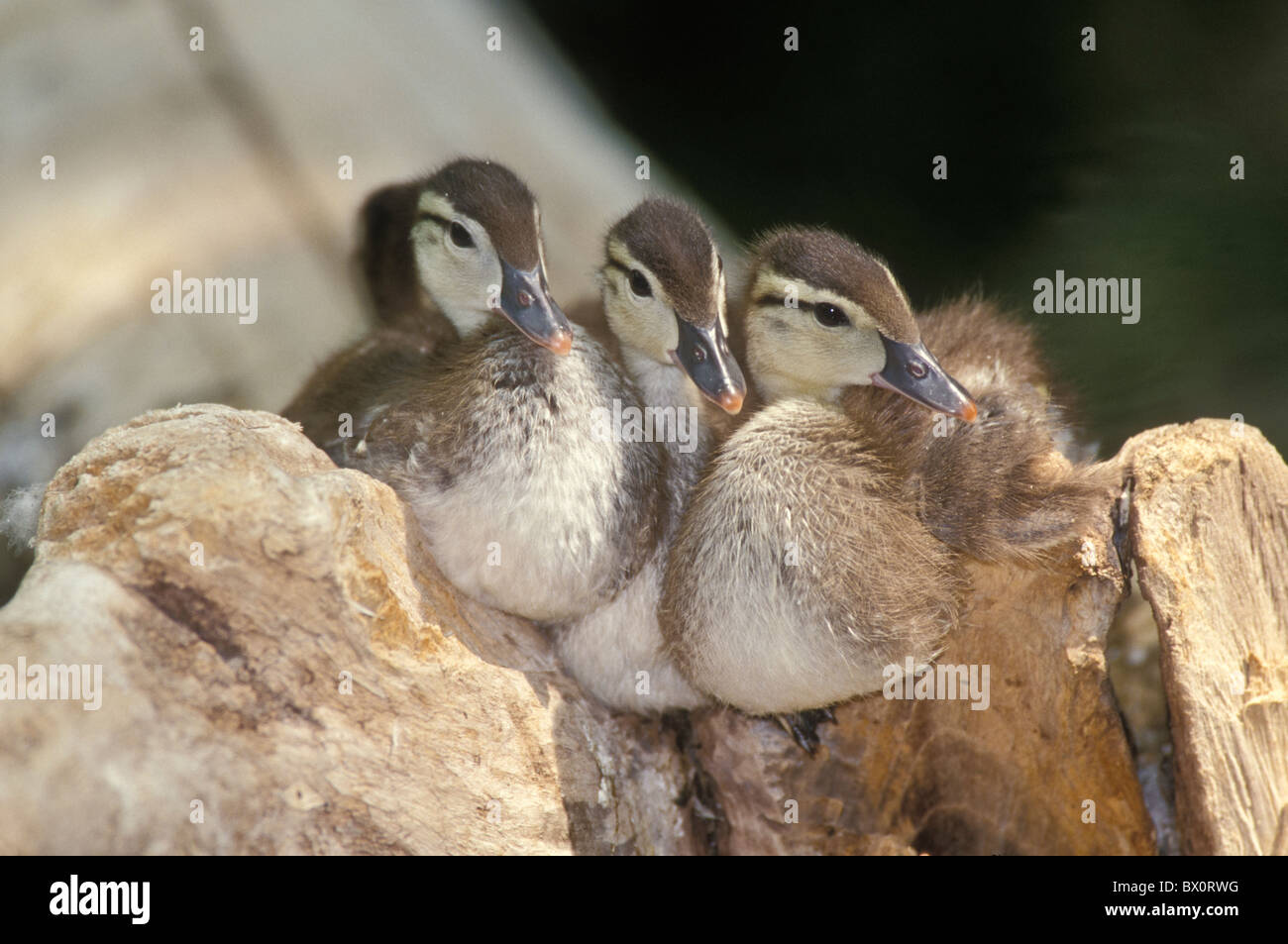 group of baby wood duck ducklings huddled together Stock Photo - Alamy