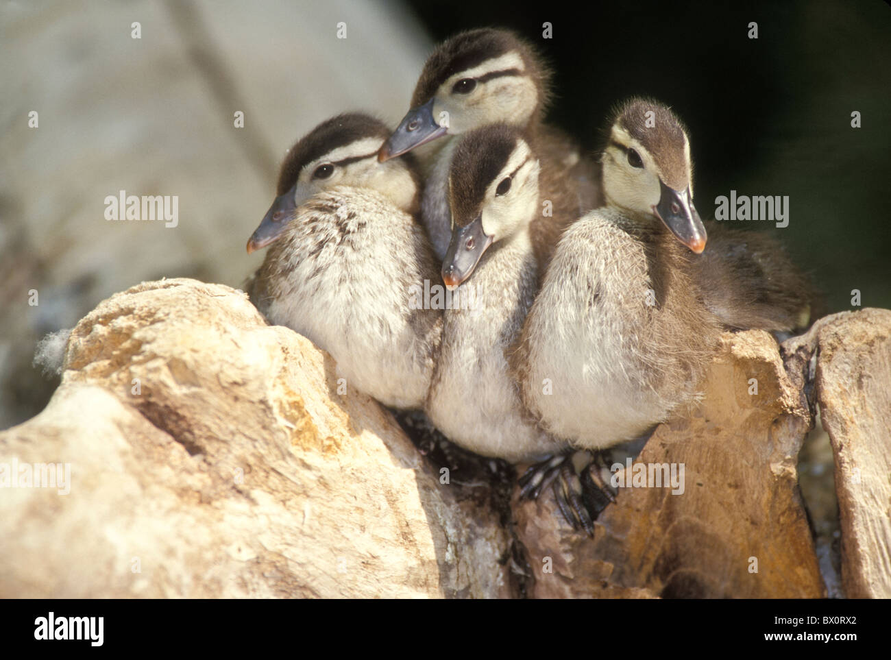 group of baby wood duck ducklings huddled together Stock Photo - Alamy