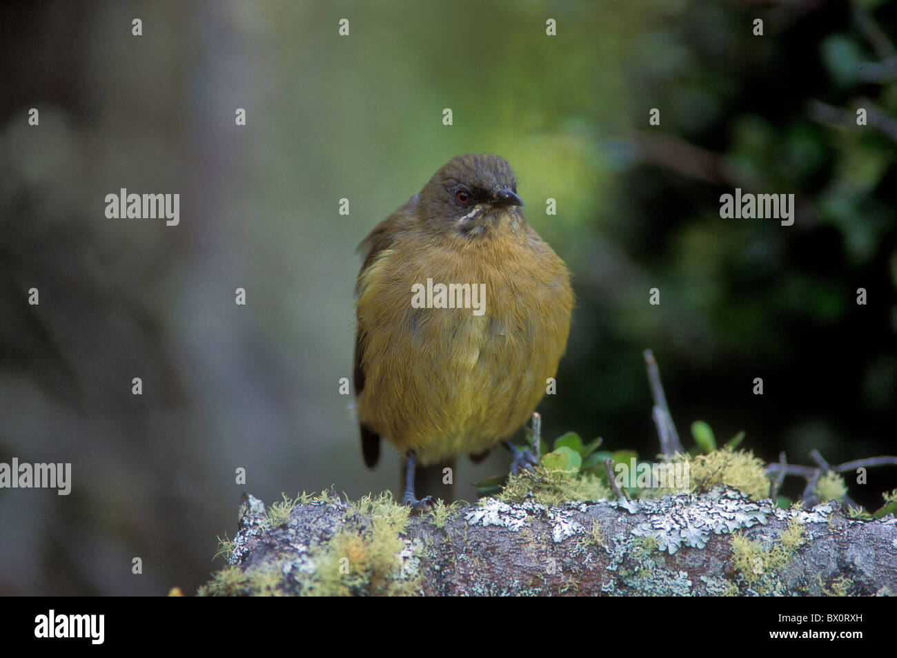 Robin ross hi-res stock photography and images - Alamy