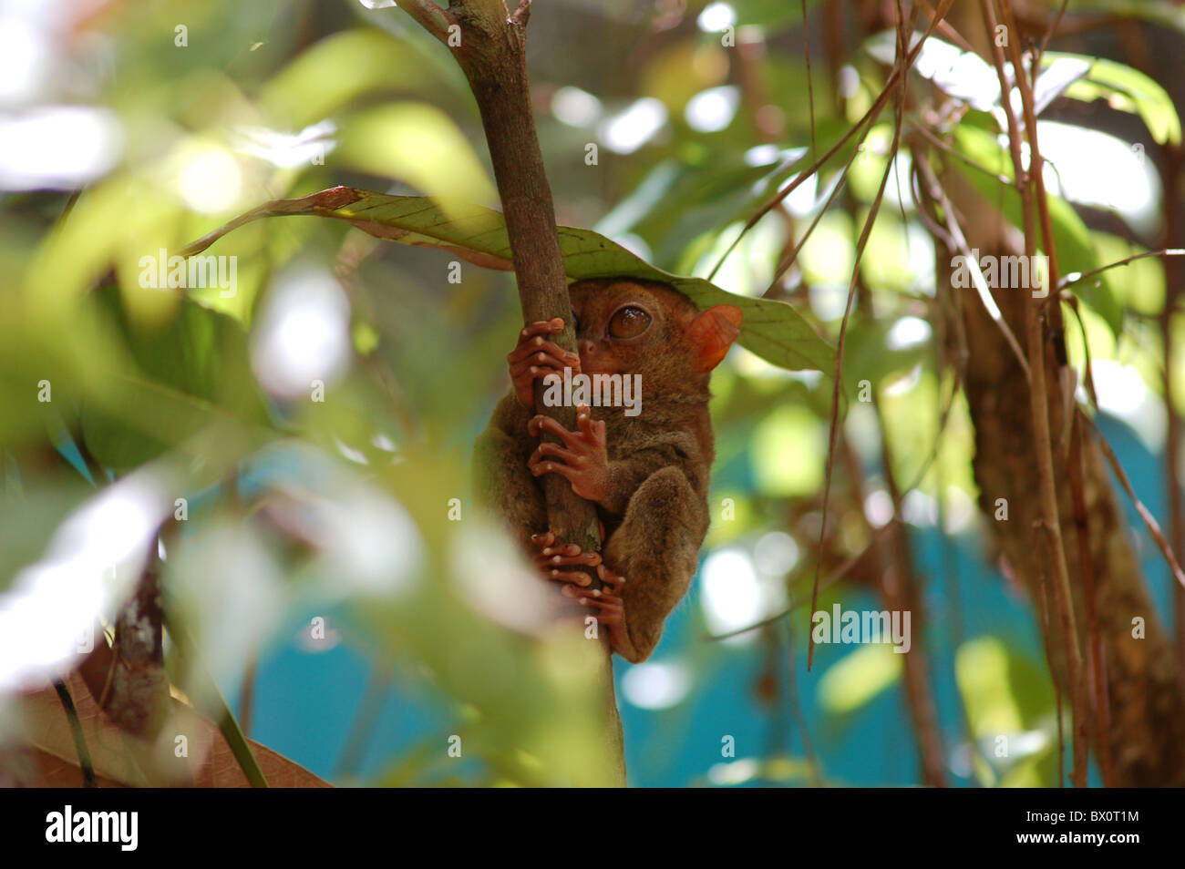 Infraorder tarsiiformes hi-res stock photography and images - Alamy