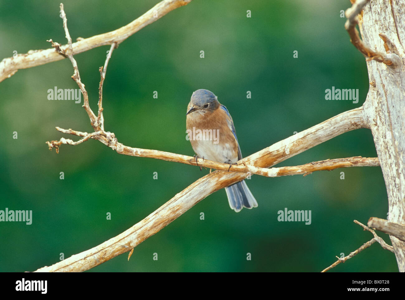 Eastern Bluebird Montreal Biodome de Montreal Quebec bird Laurentian ...